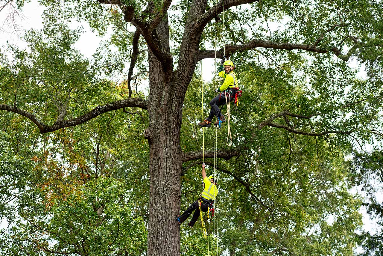 Bartlett Tree Experts