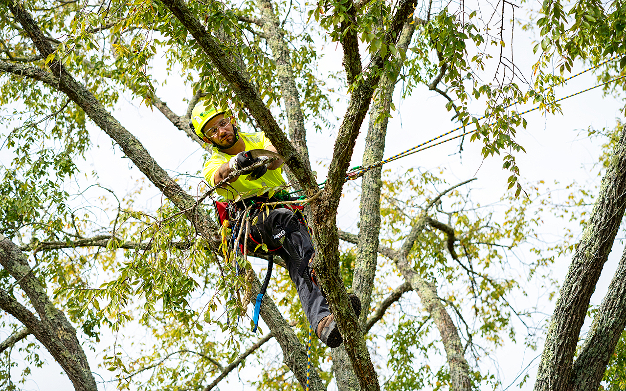 Bartlett Tree Experts