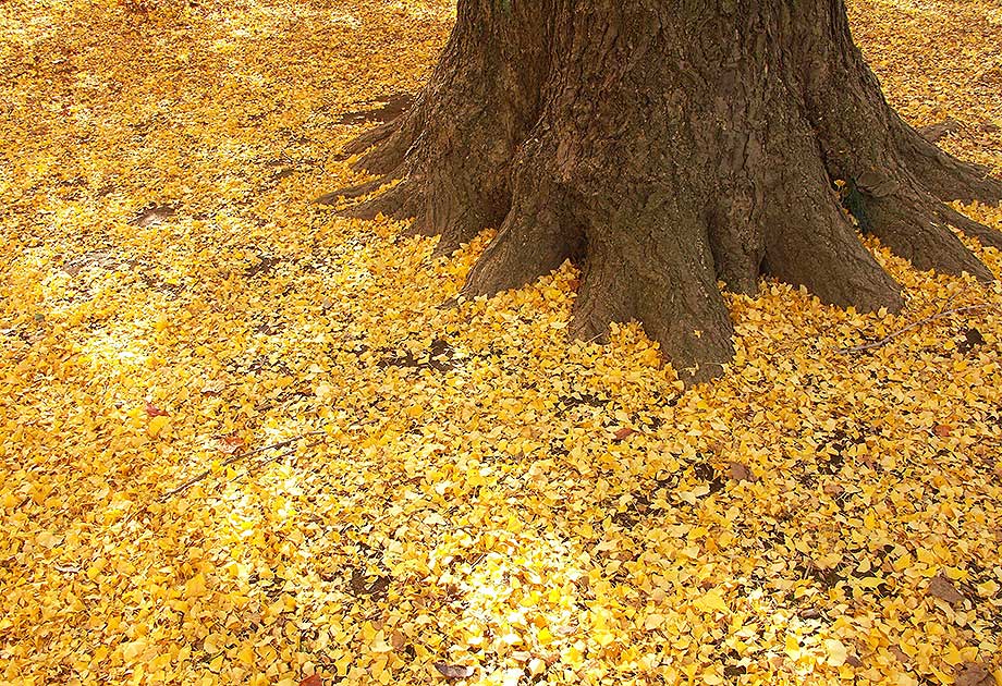 Bartlett Tree Experts