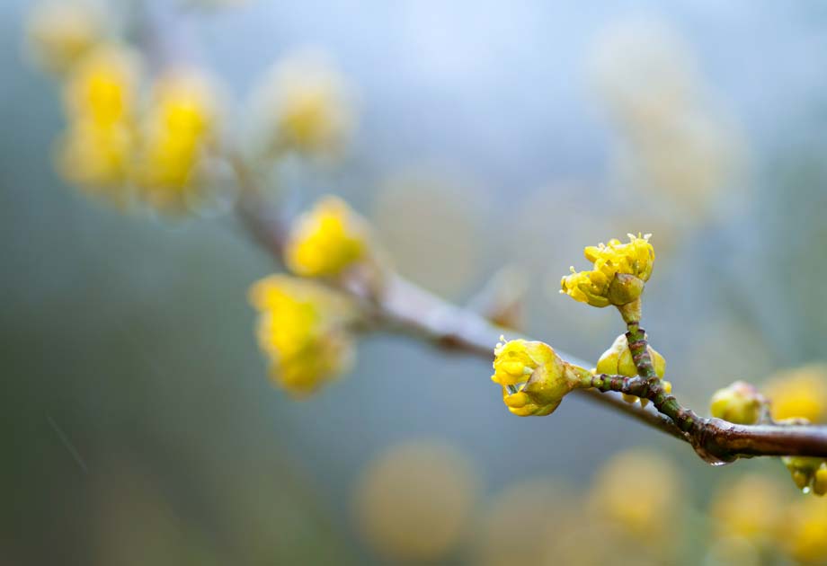 Bartlett Tree Experts