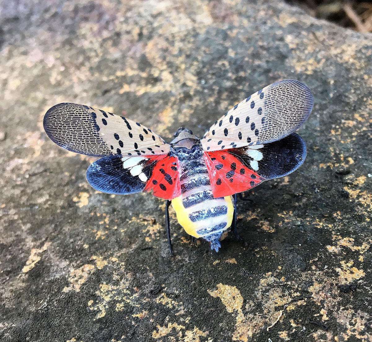 Spotted Lanternfly | Resources | Bartlett Tree Experts