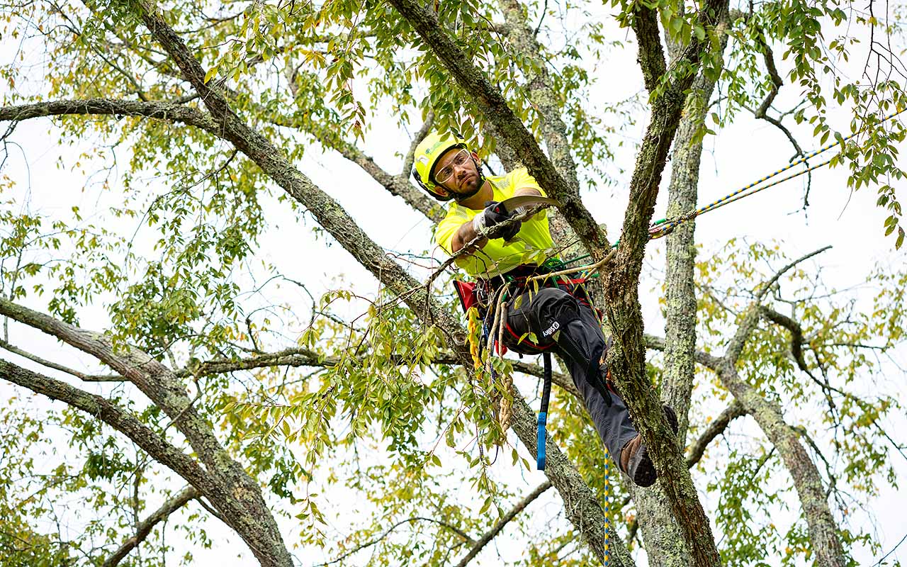 Bartlett Tree Experts