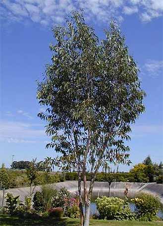 Bartlett Tree Experts: Eucalyptus